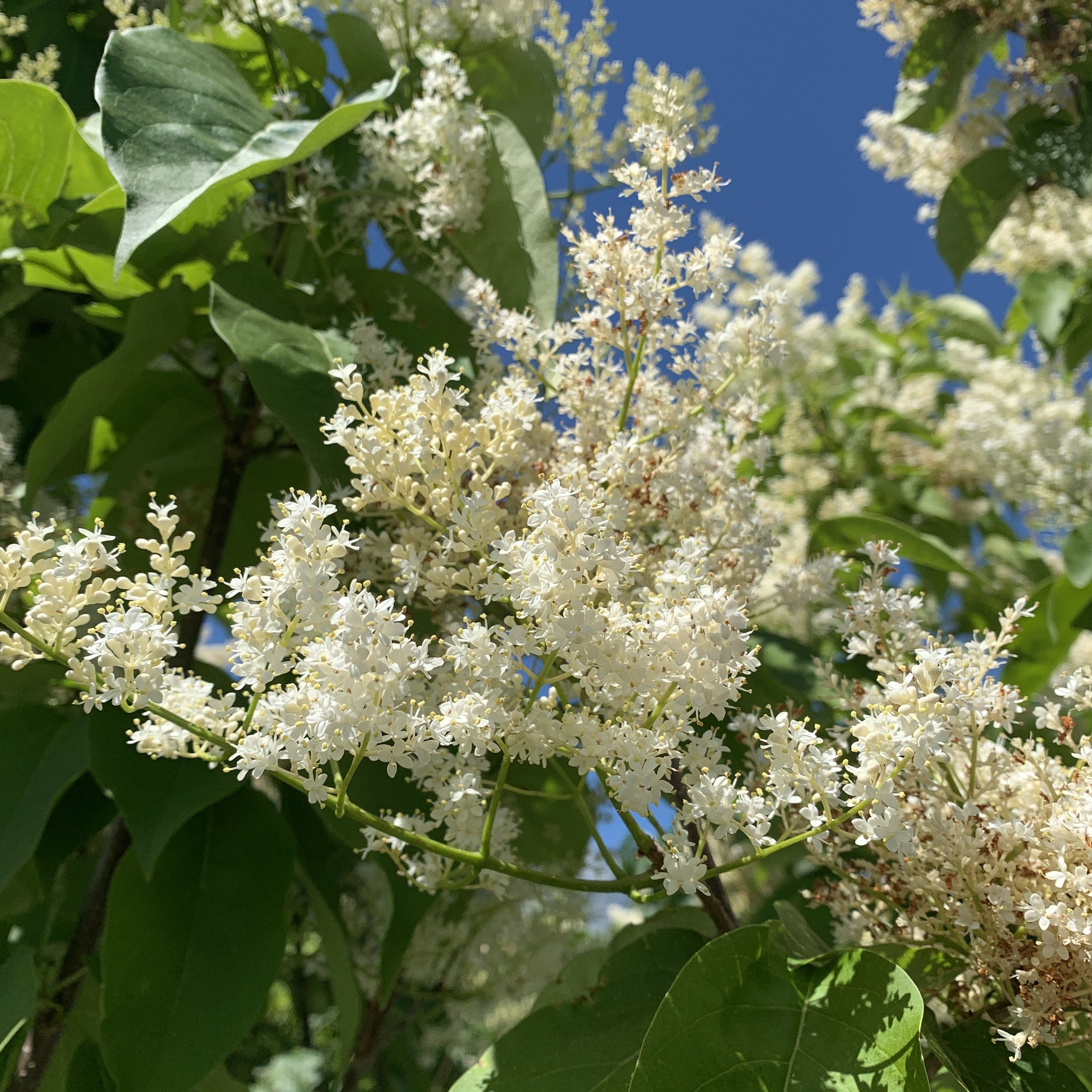 Lilac Tree: Ivory Silk – Lakeside Garden Gallery