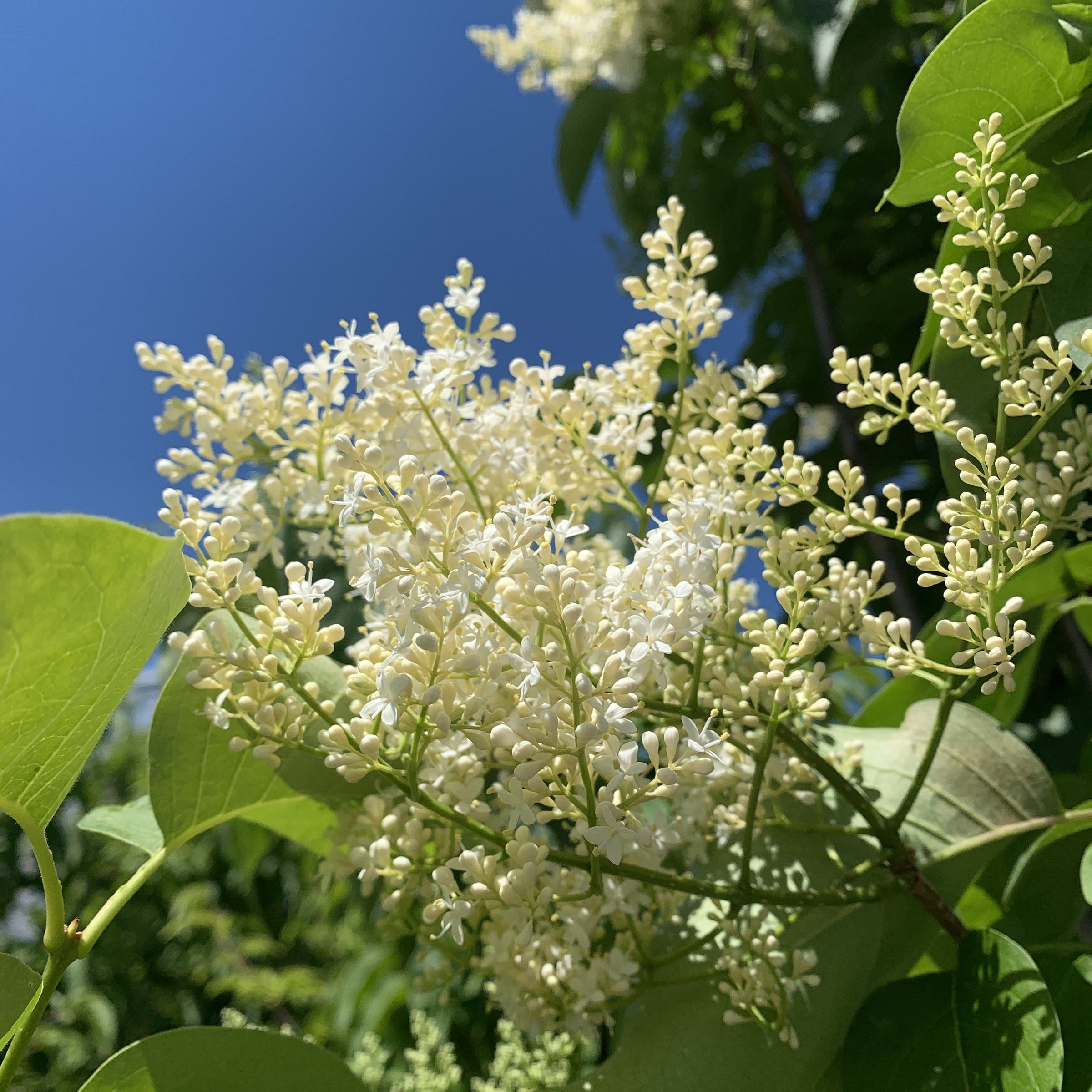 Lilac Tree: Ivory Silk – Lakeside Garden Gallery