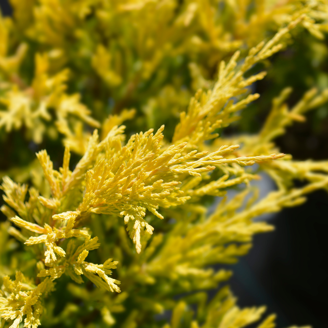 Juniper: Limeglow – Lakeside Garden Gallery