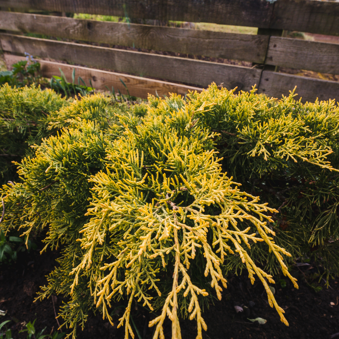 Juniper: Sea of Gold – Lakeside Garden Gallery