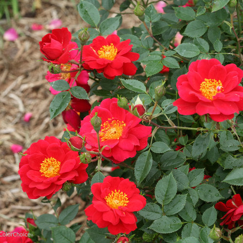 Rose: Oso Easy® Urban Legend® (Proven Winners) – Lakeside Garden Gallery
