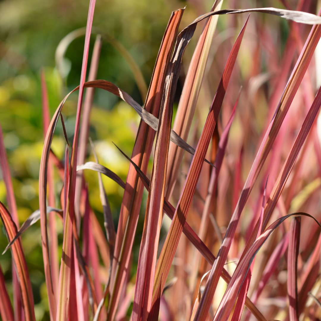 Perennial Grass: Red Baron Japanese Blood – Lakeside Garden Gallery