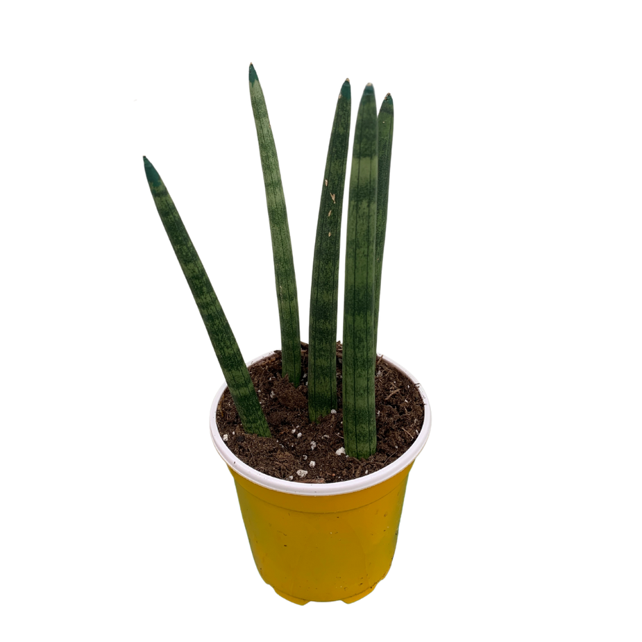 Snake Plant: Dragon Fingers – Lakeside Garden Gallery