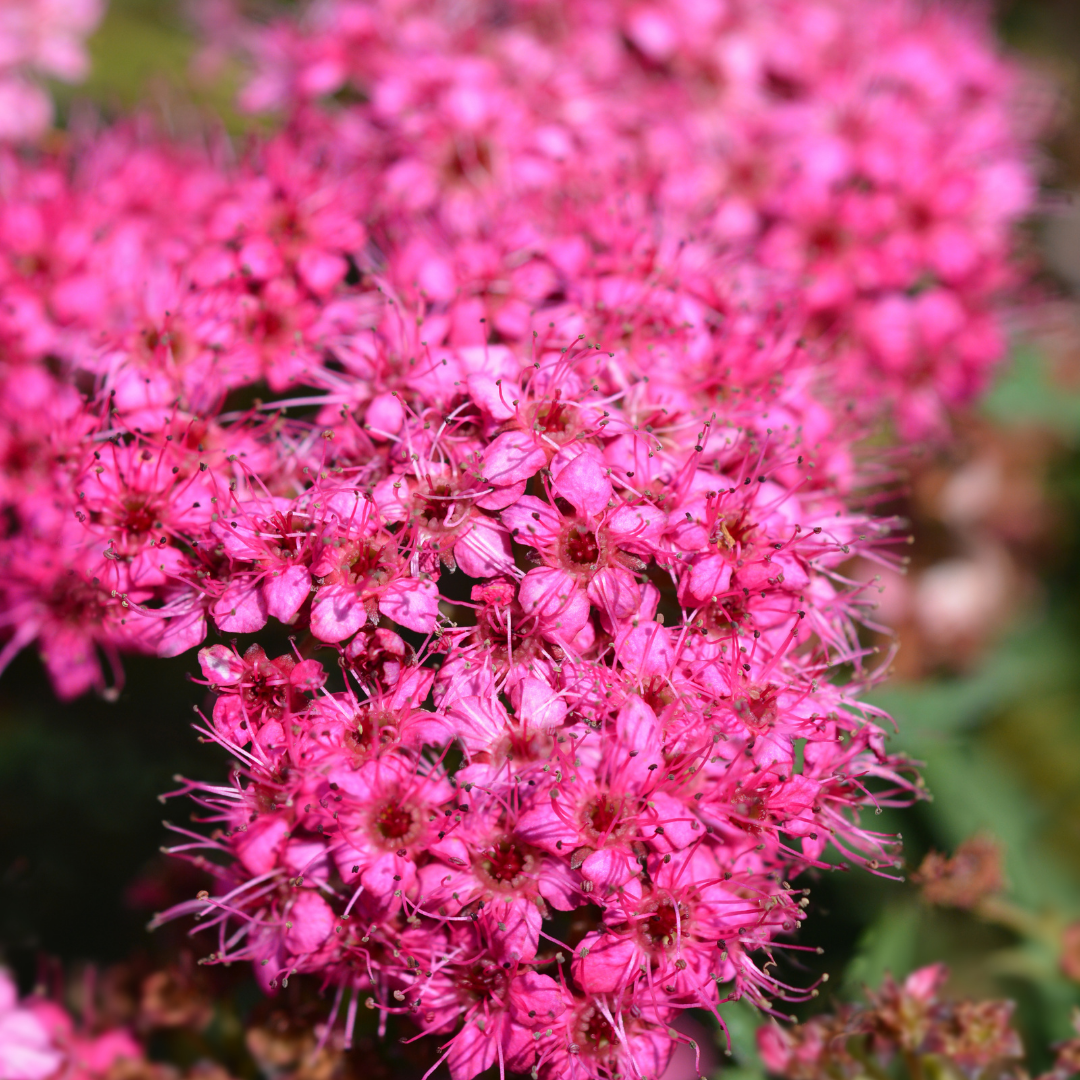 Spirea: Neon Flash – Lakeside Garden Gallery
