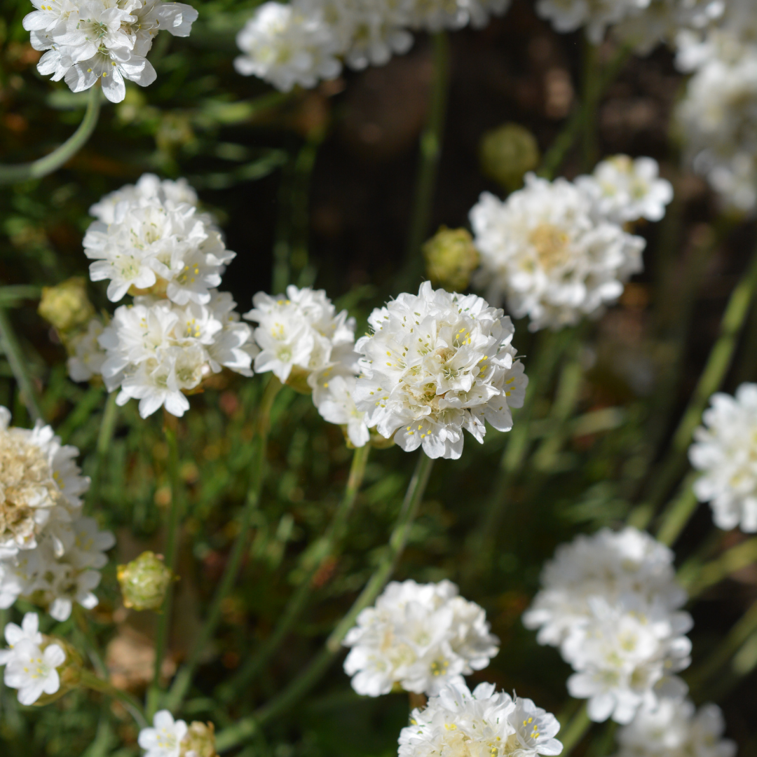 Sea Thrift: White – Lakeside Garden Gallery