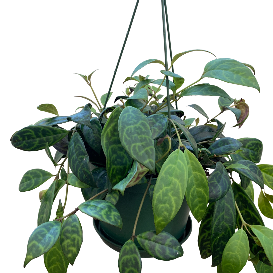 Zebra Vine Hanging Basket – Lakeside Garden Gallery